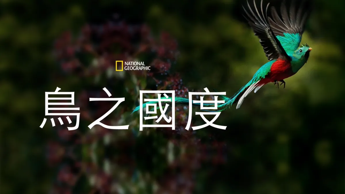 觀看鳥之國度 | Disney+