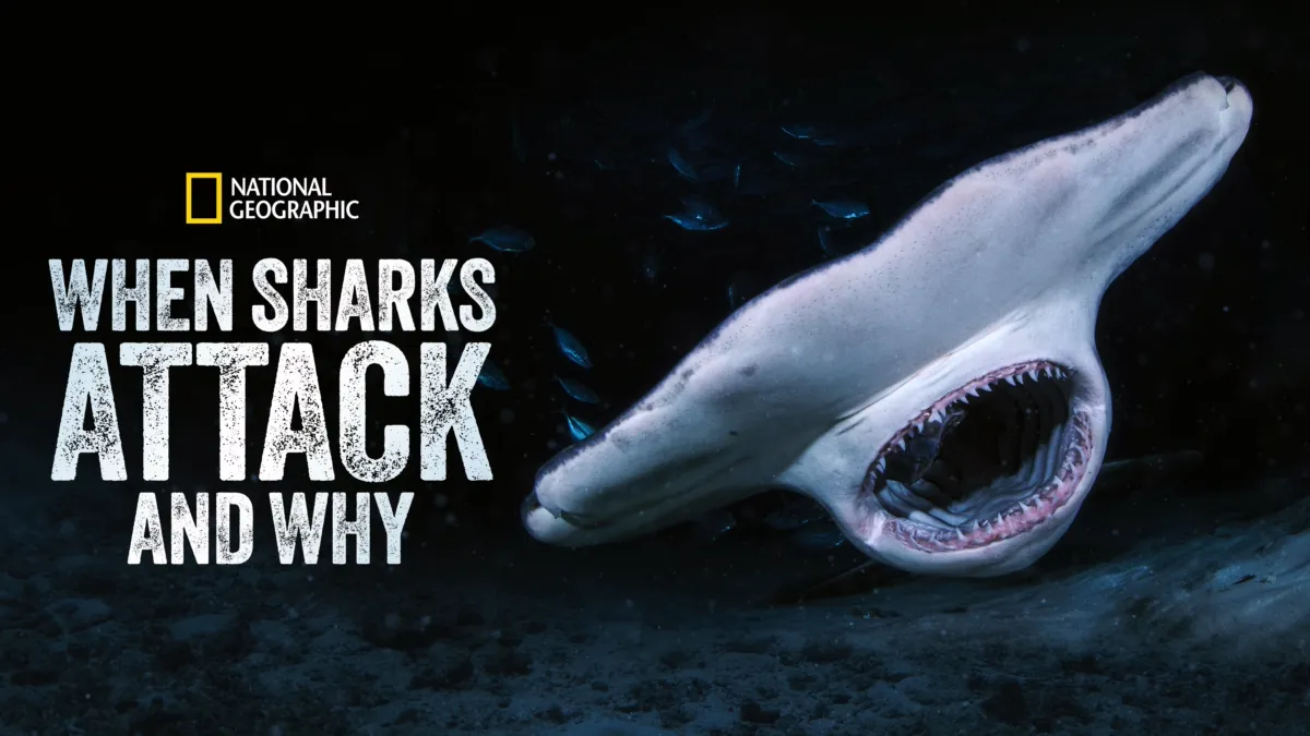 Regarder When Sharks Attack... And Why | Épisodes complets | Disney+
