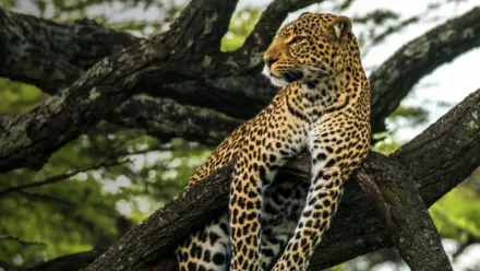 Watch Jade Eyed Leopard | Disney+