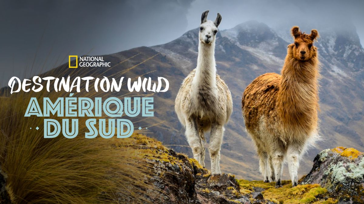 Destination Wild : Amérique du Sud | Disney+