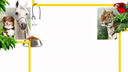 Watch Vets and Pets | Disney+