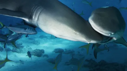 Watch Shark Eat Shark | Disney+