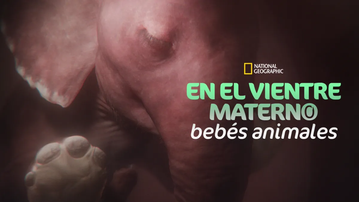 Ver los episodios completos de En el vientre materno: bebés animales ...