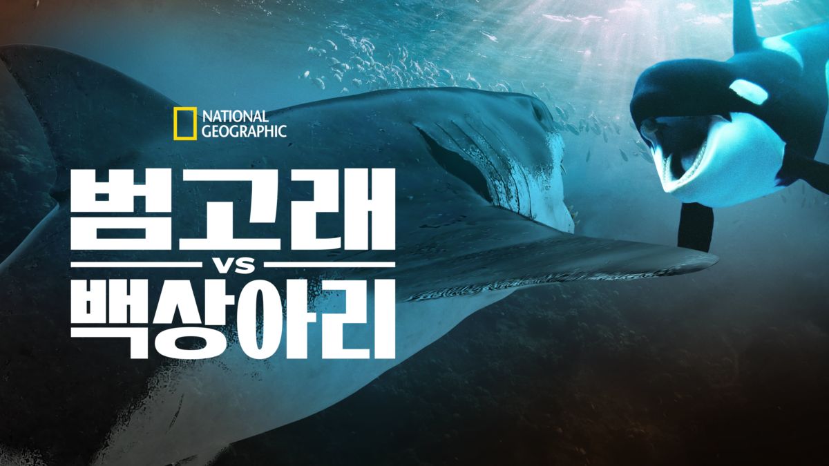 범고래 Vs 백상아리 전체 영화 디즈니 