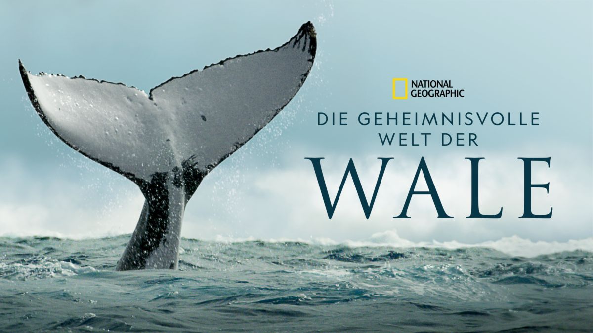 Ganze Folgen von Die geheimnisvolle Welt der Wale ansehen | Disney+