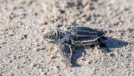 Watch Disney Parks | Disney+