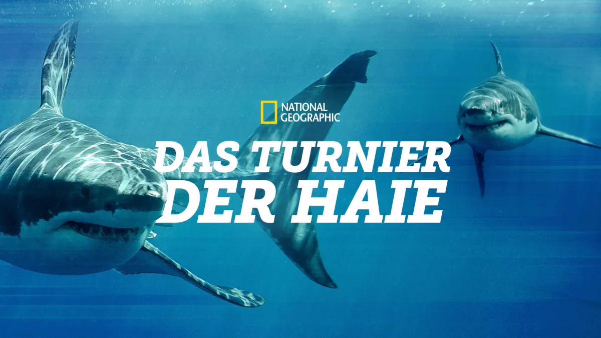 Das Turnier der Haie ansehen | Disney+ Das Turnier der Haie ansehen | Disney+