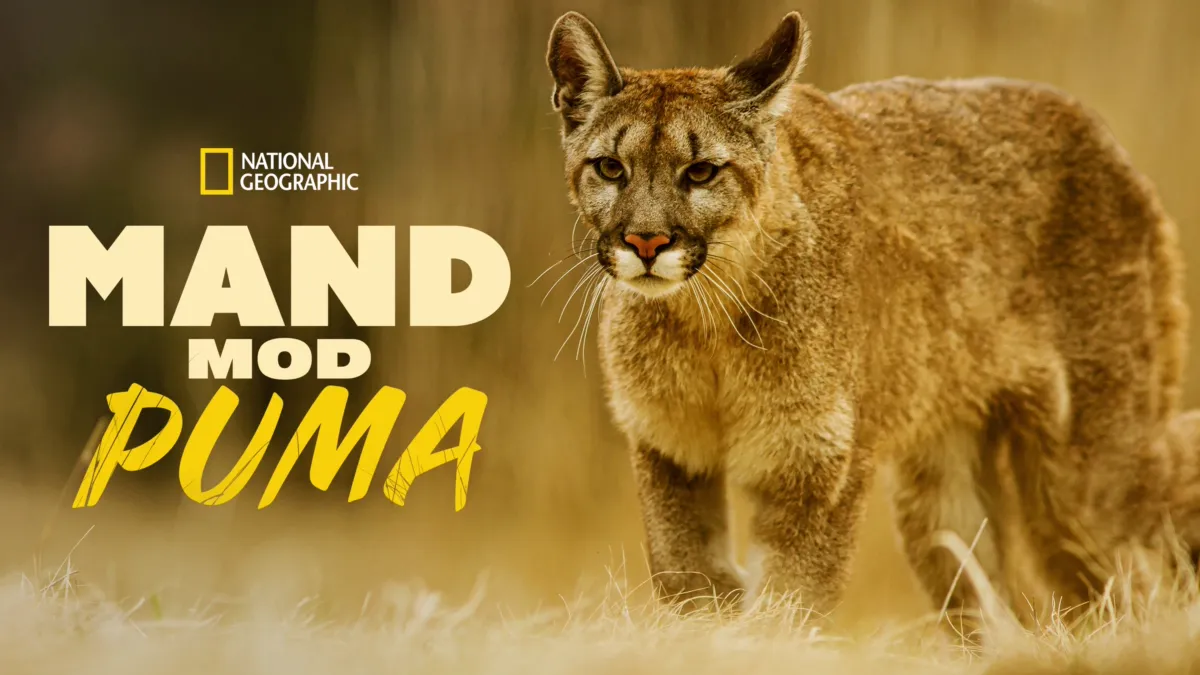 Se Mand mod puma | Disney+