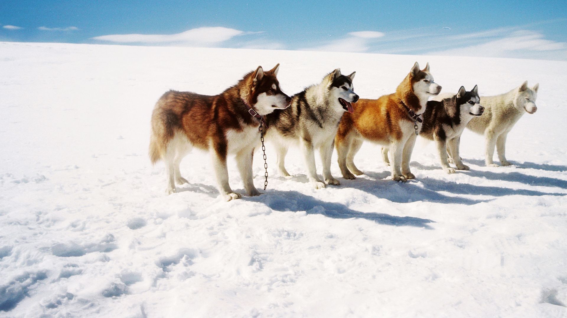 Eight Below Wallpaper