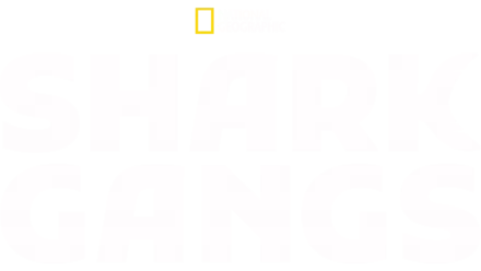 Watch Shark Gangs | Disney+
