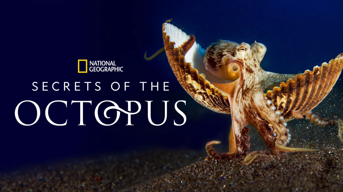 Watch Secrets of the Octopus | Disney+