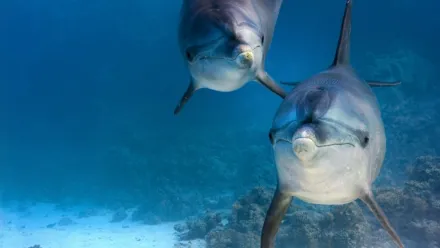 Watch Dolphin Reef | Disney+