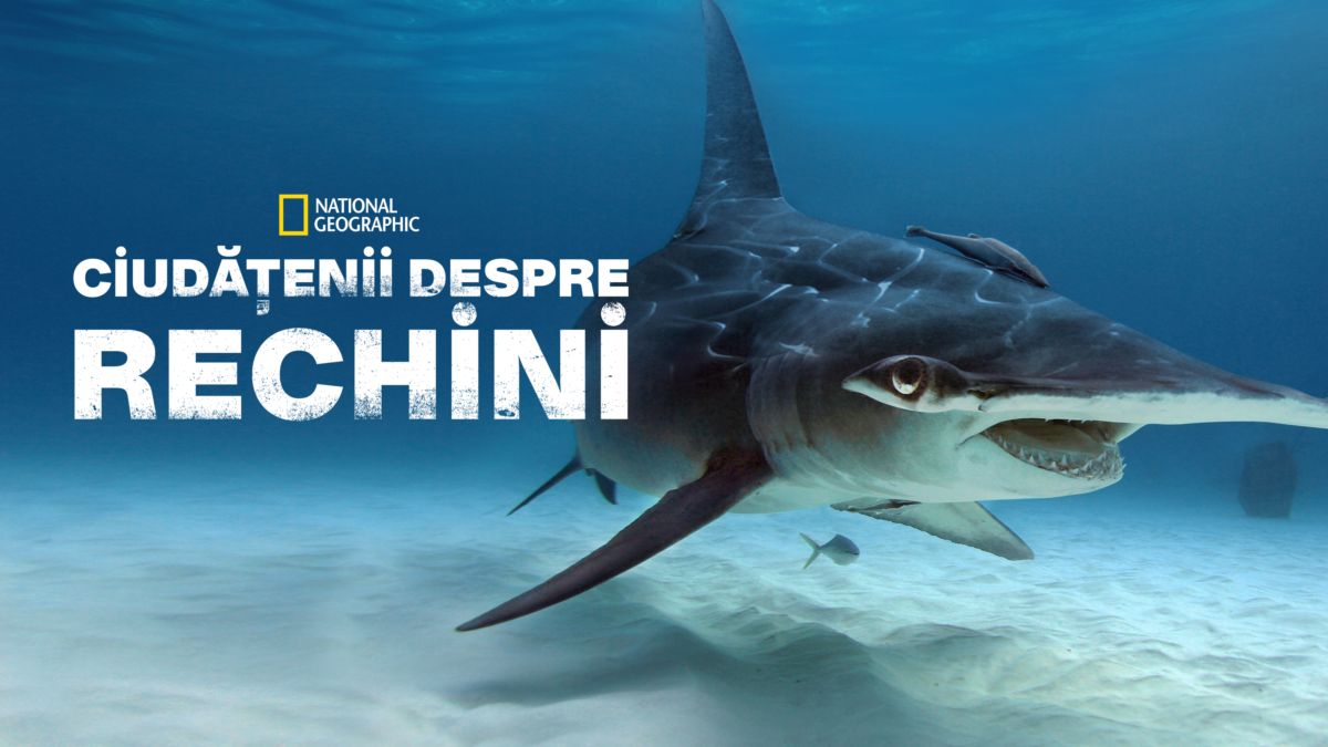 Ciudățenii despre rechini | Disney+