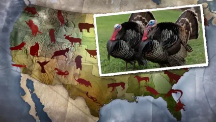 Regarder United States of Animals | Épisodes complets | Disney+