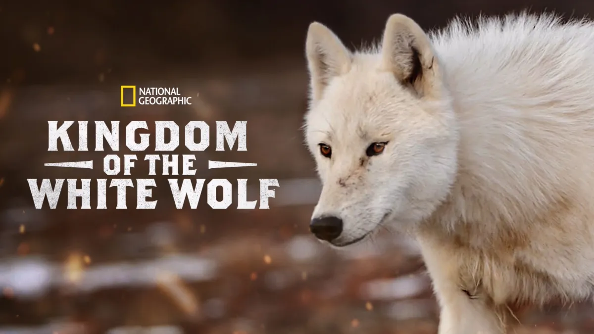 Wolves In Disney Minnesota Wolf Pups To Be Featured In New Disney+