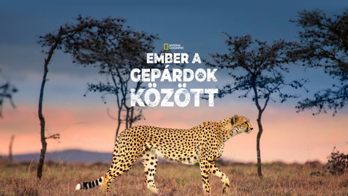 Ember a gepárdok között | Disney+