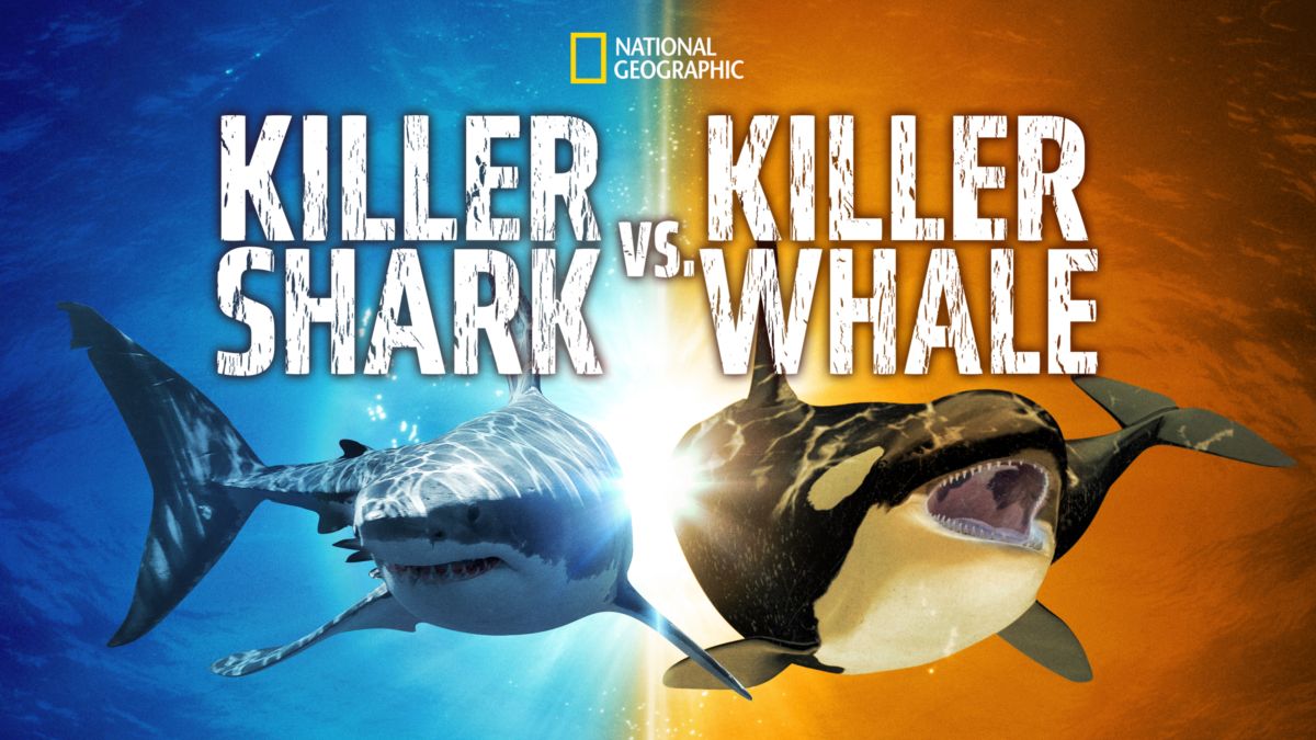 Great White Shark Vs Killer Whale