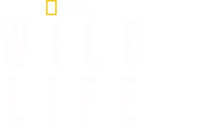 Watch Wild Life | Disney+