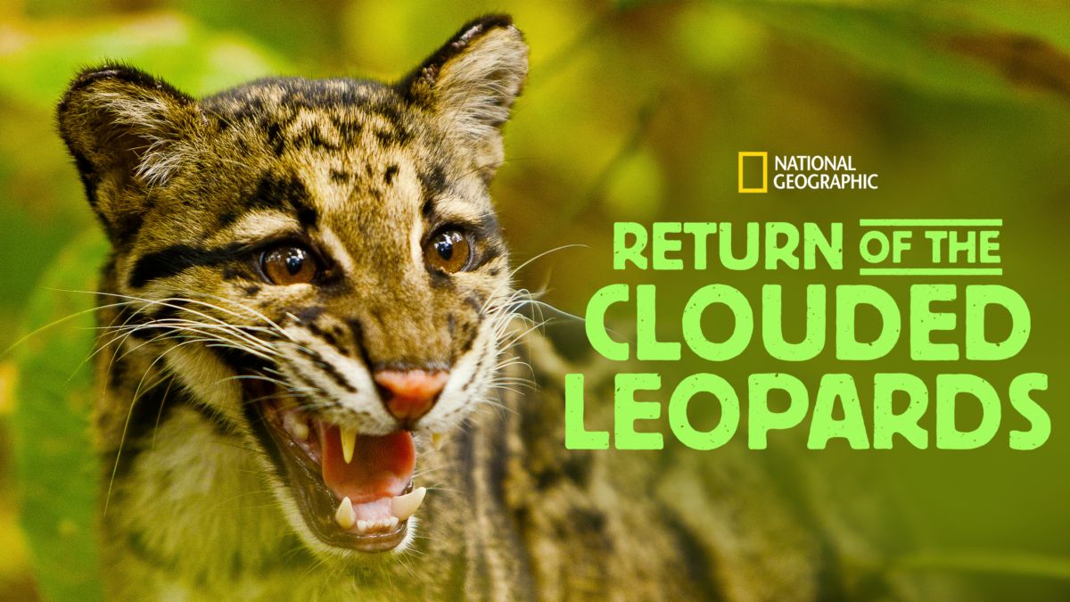 Return of the Clouded Leopards | Disney+