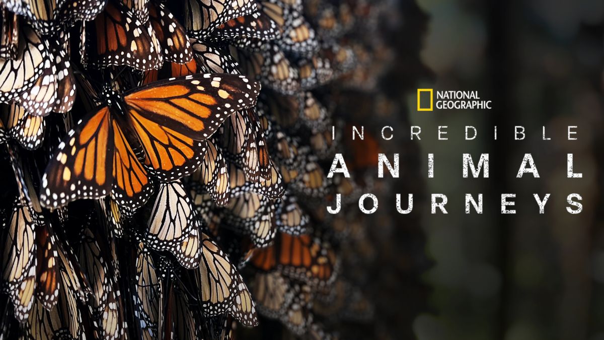 Kijk de volledige afleveringen van Incredible Animal Journeys | Disney+ Kijk de volledige afleveringen van Incredible Animal Journeys | Disney+