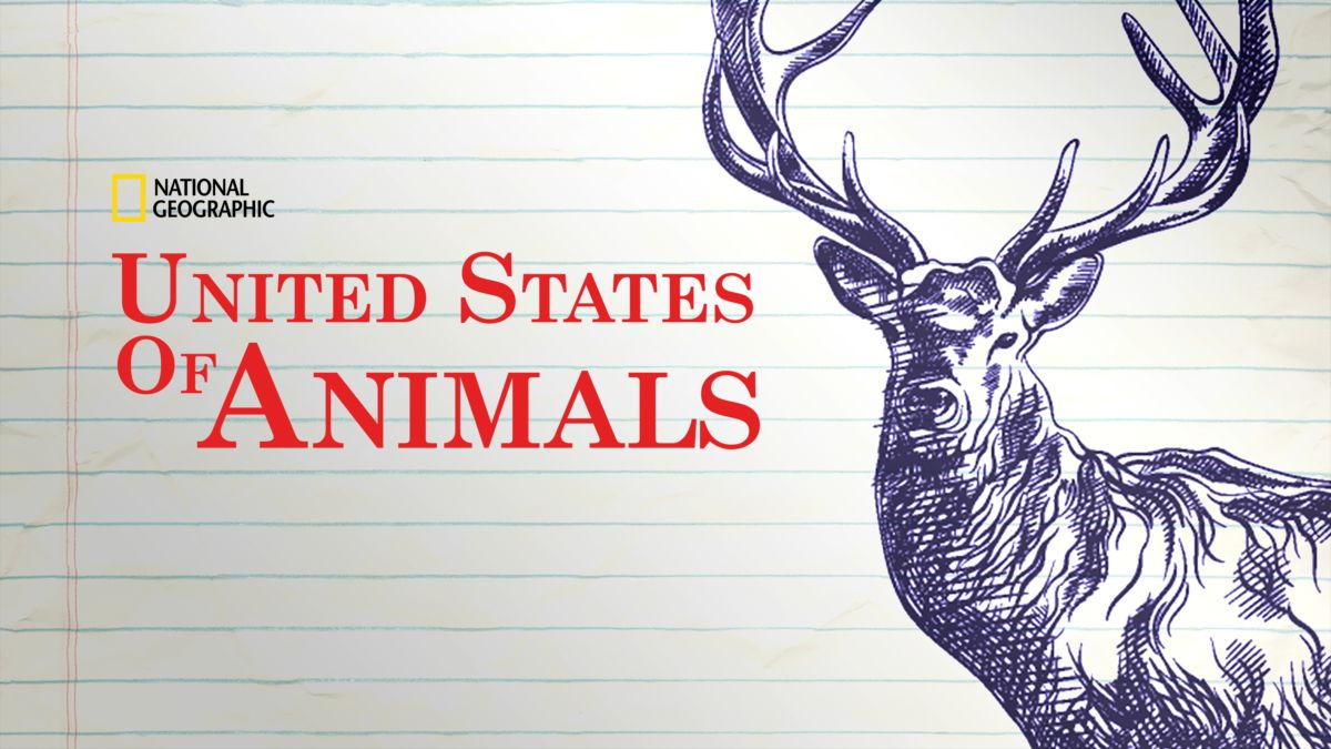 Regarder United States Of Animals | Épisodes complets | Disney+
