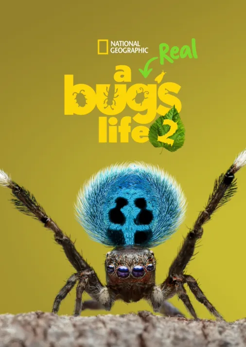 Watch A Real Bug's Life | Full episodes | Disney+