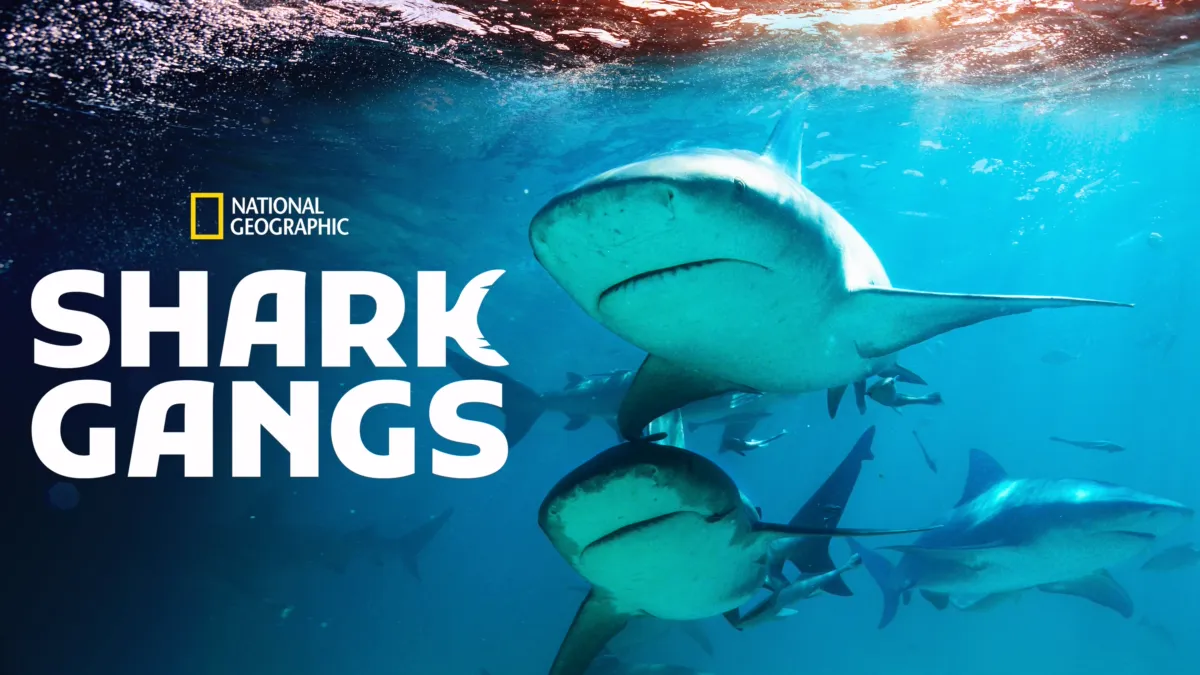 Watch Shark Gangs | Disney+