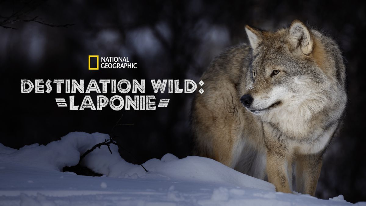 Regarder Destination Wild : Laponie | Film complet | Disney+