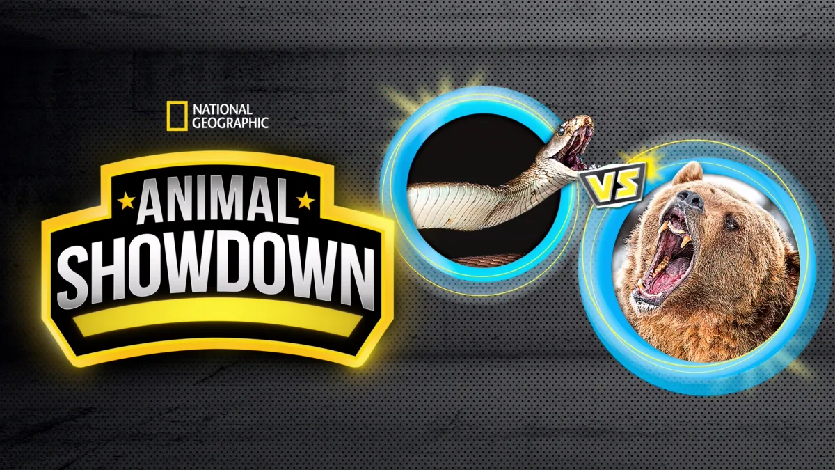 Watch Animal Showdown | Disney+