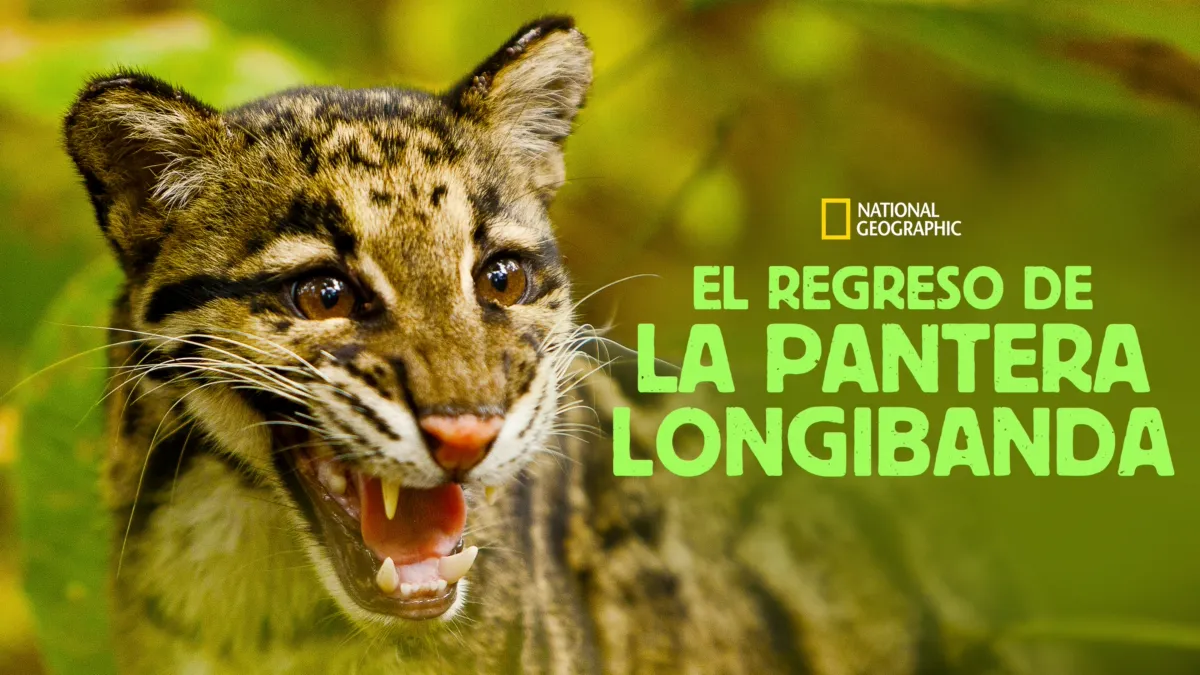 Ver El regreso de la pantera longibanda | Disney+