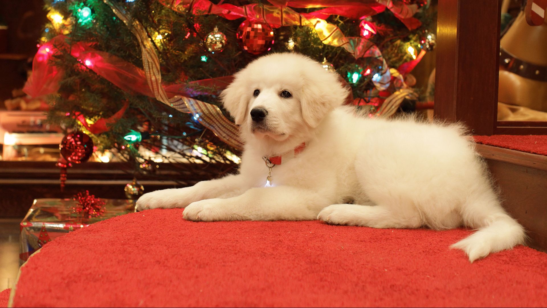 What Kind Of Dogs Were In Santa Paws