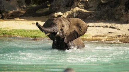 Watch Disney Parks | Disney+