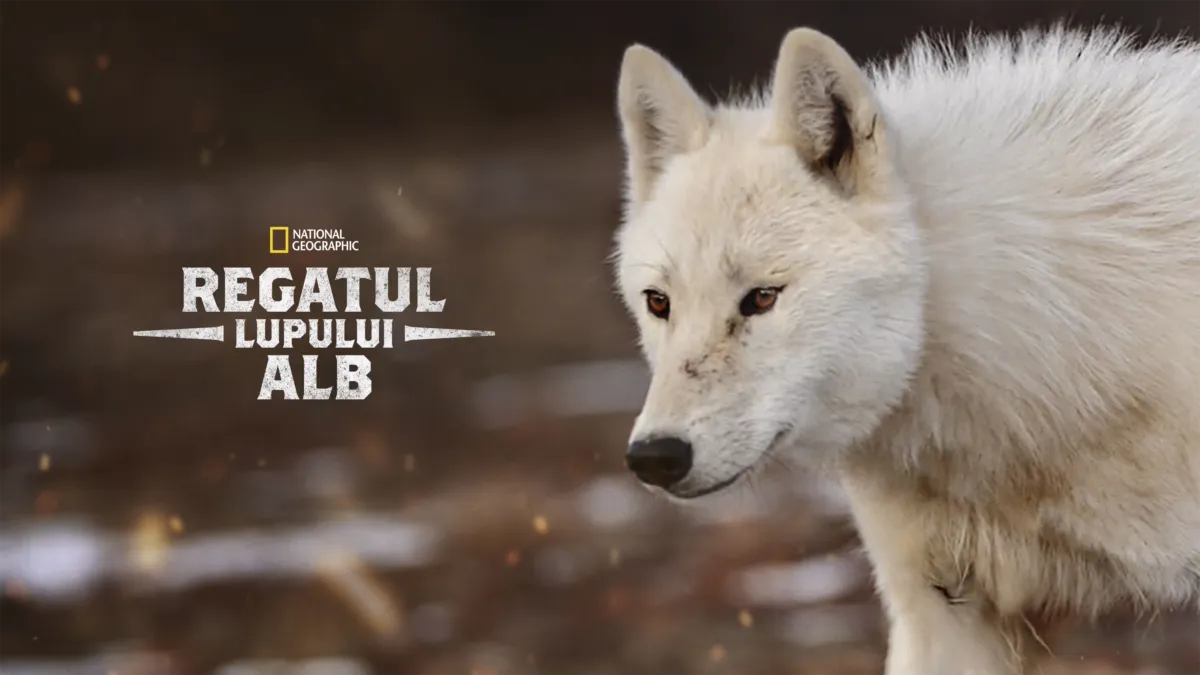 Vizionează Regatul lupului alb | Disney+