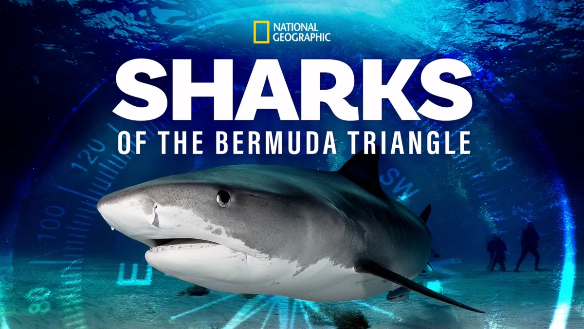 Watch Sharks Of The Bermuda Triangle | Disney+