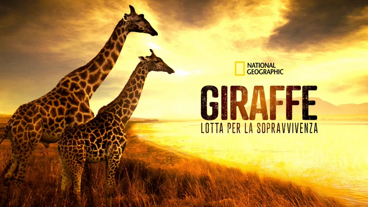 Guarda Giraffe: lotta per la sopravvivenza | Disney+